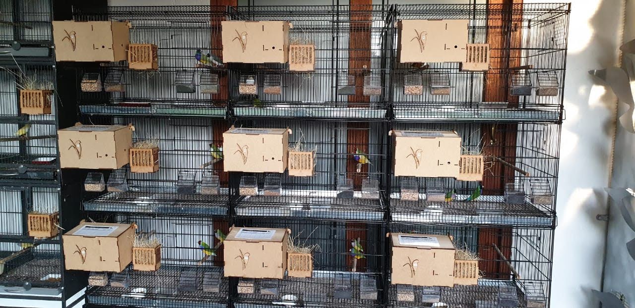 Finch Heaven – Specialist Gouldian Finch Breeder