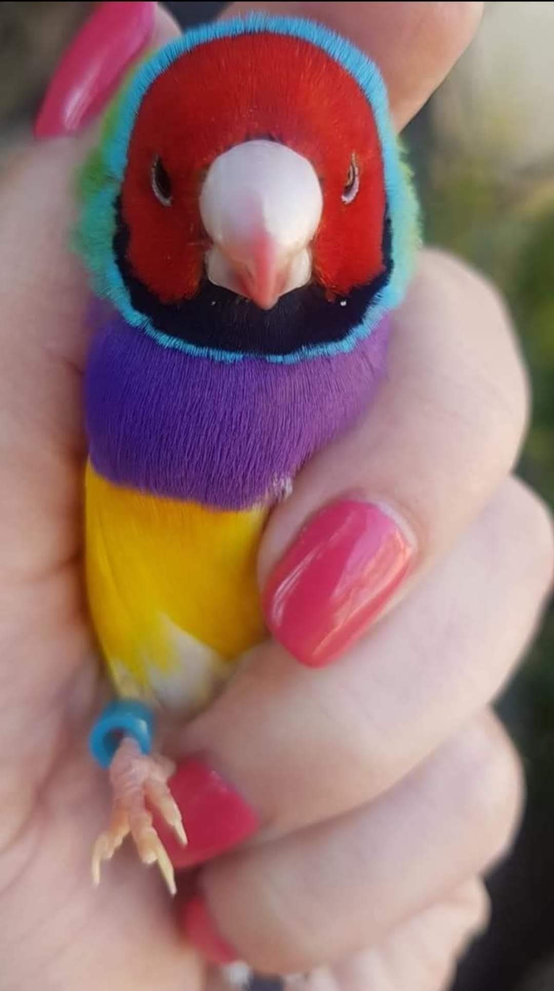 Finch Heaven – Specialist Gouldian Finch Breeder