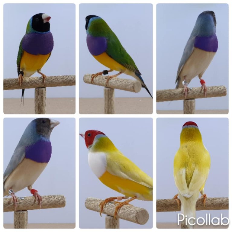 Finch Heaven – Specialist Gouldian Finch Breeder
