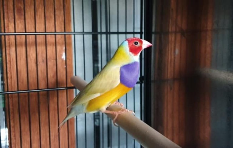 Finch Heaven – Specialist Gouldian Finch Breeder