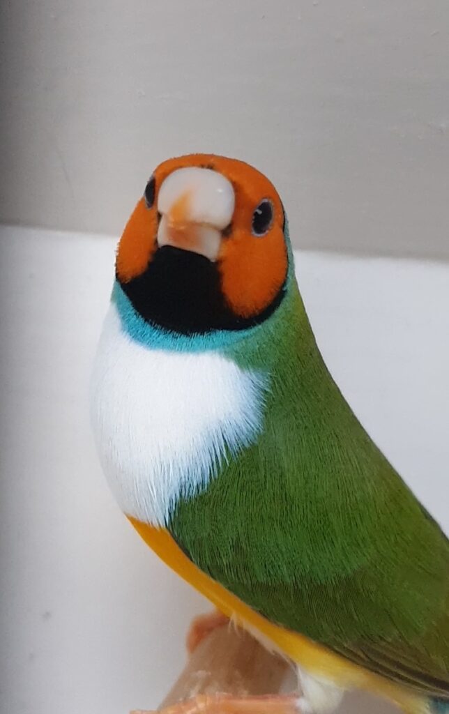 Finch Heaven – Specialist Gouldian Finch Breeder
